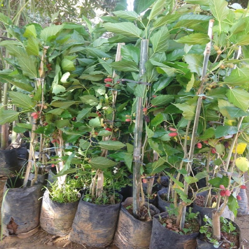 Muda de Amora (Morus nigra) - Plantas Dona Euzébia