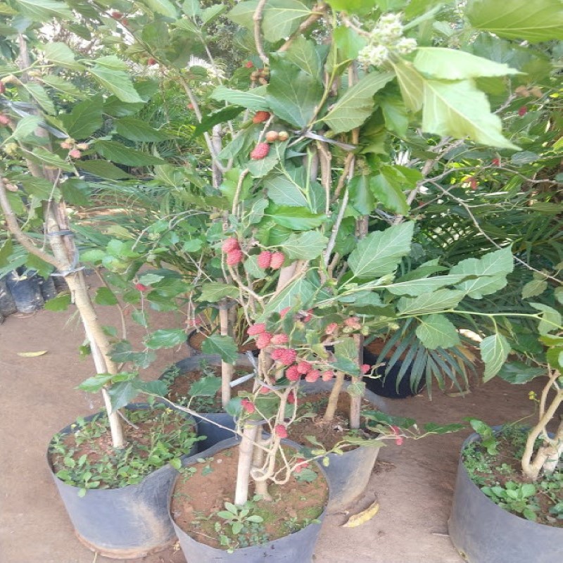Muda de Amora (Morus nigra) - Plantas Dona Euzébia