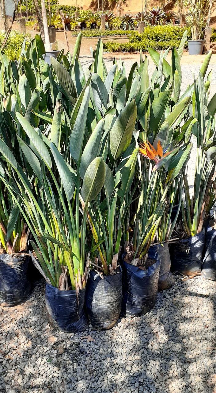 Muda de Estrelícia Reginae | Ave do Paraíso (Strelitzia reginae ...
