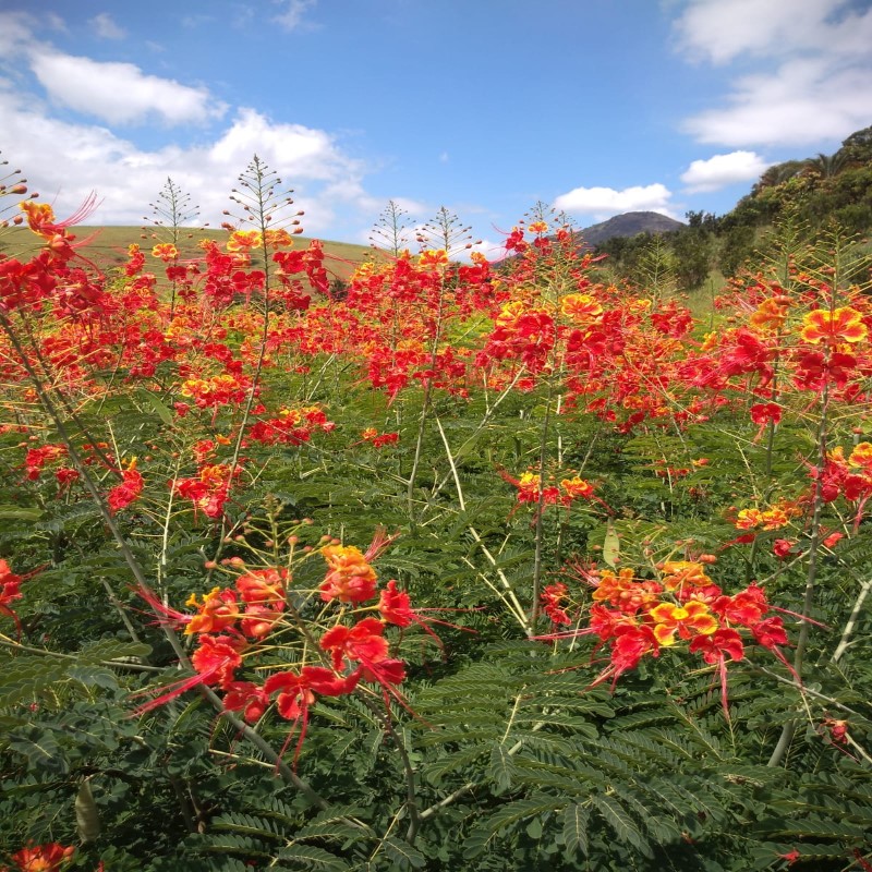 Flamboyant - Plantas Dona Euzébia