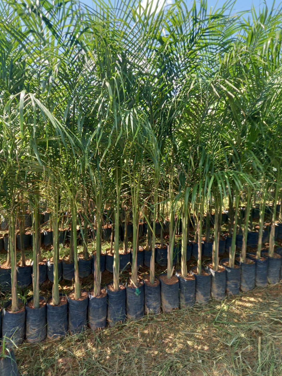 Muda de Palmeira Imperial (Roystonea oleracea) - Plantas Dona Euzébia