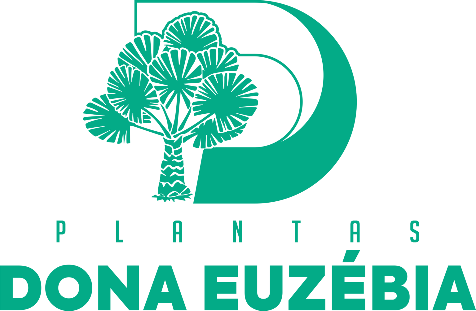Muda de Sete Copas Africana | (Terminalia Mantaly) - Plantas Dona Euzébia