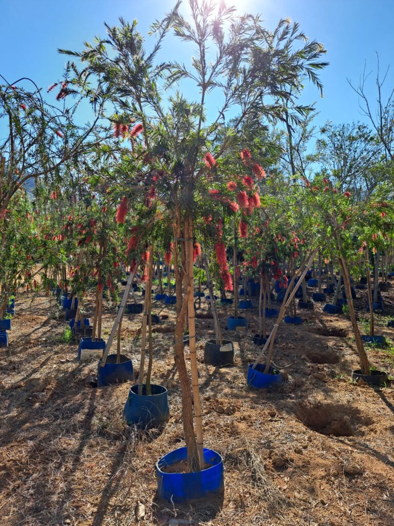 Muda de Calistemo Imperial | Escova de Garrafa (Callistemon viminalis ...