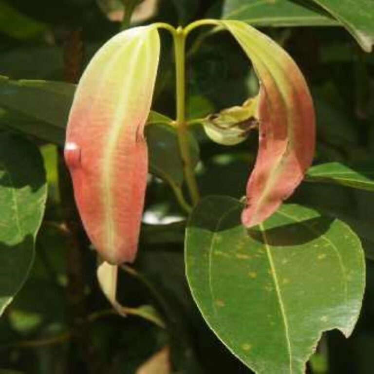 Muda de Canela Tempero | Caneleiro (Cinnamomum verum) - Plantas Dona ...