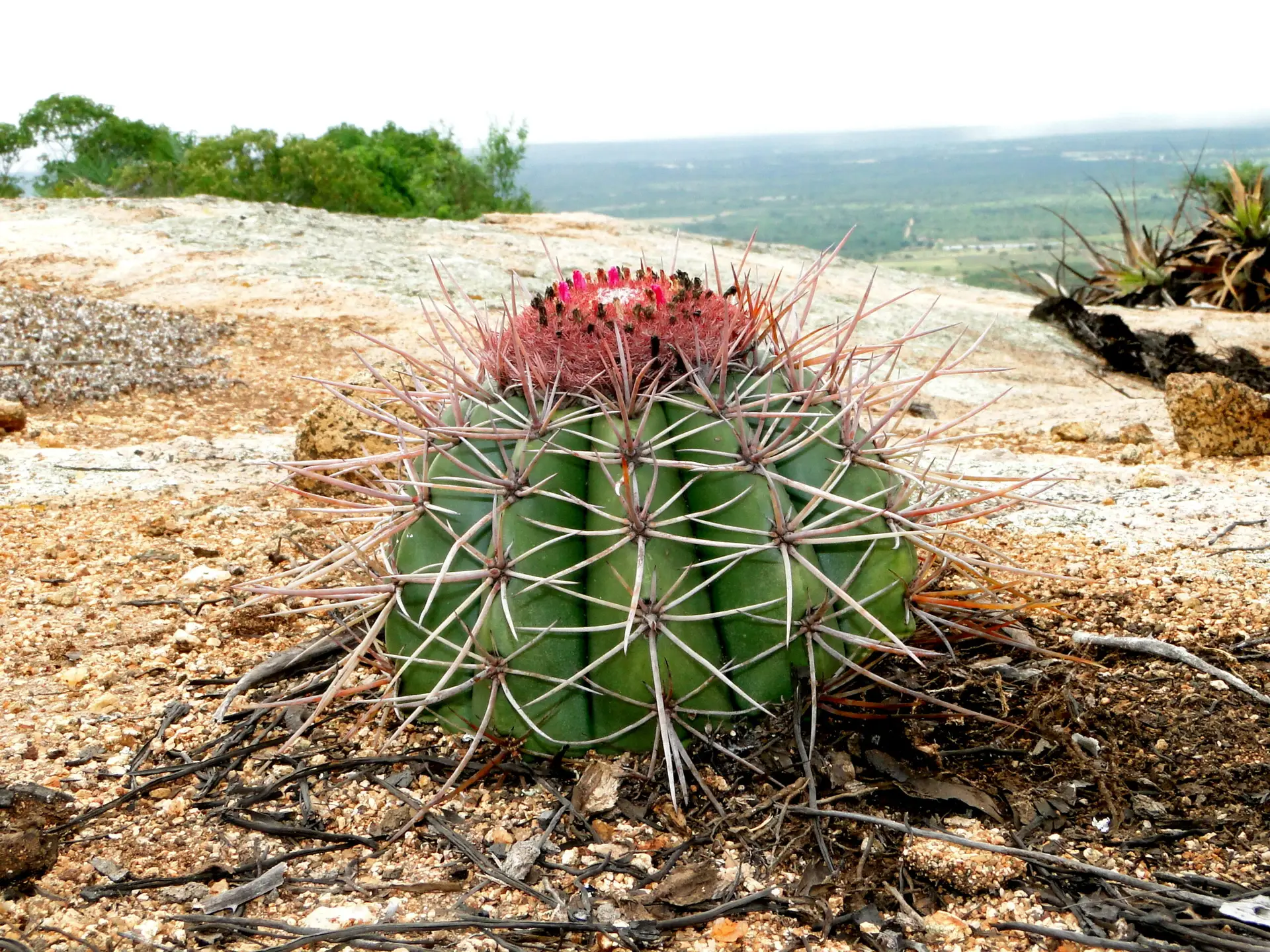 Paisagismo com Plantas da Caatinga: Espécies incríveis para v...
