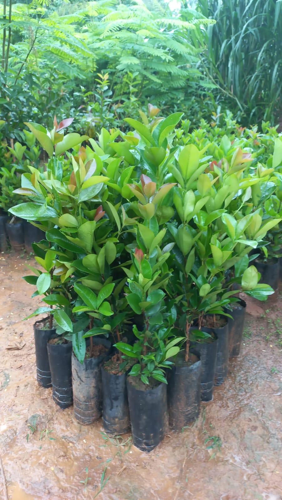 Pomar Tupiniquim: Principais Mudas Frutíferas e Nativas para um Jardim ...