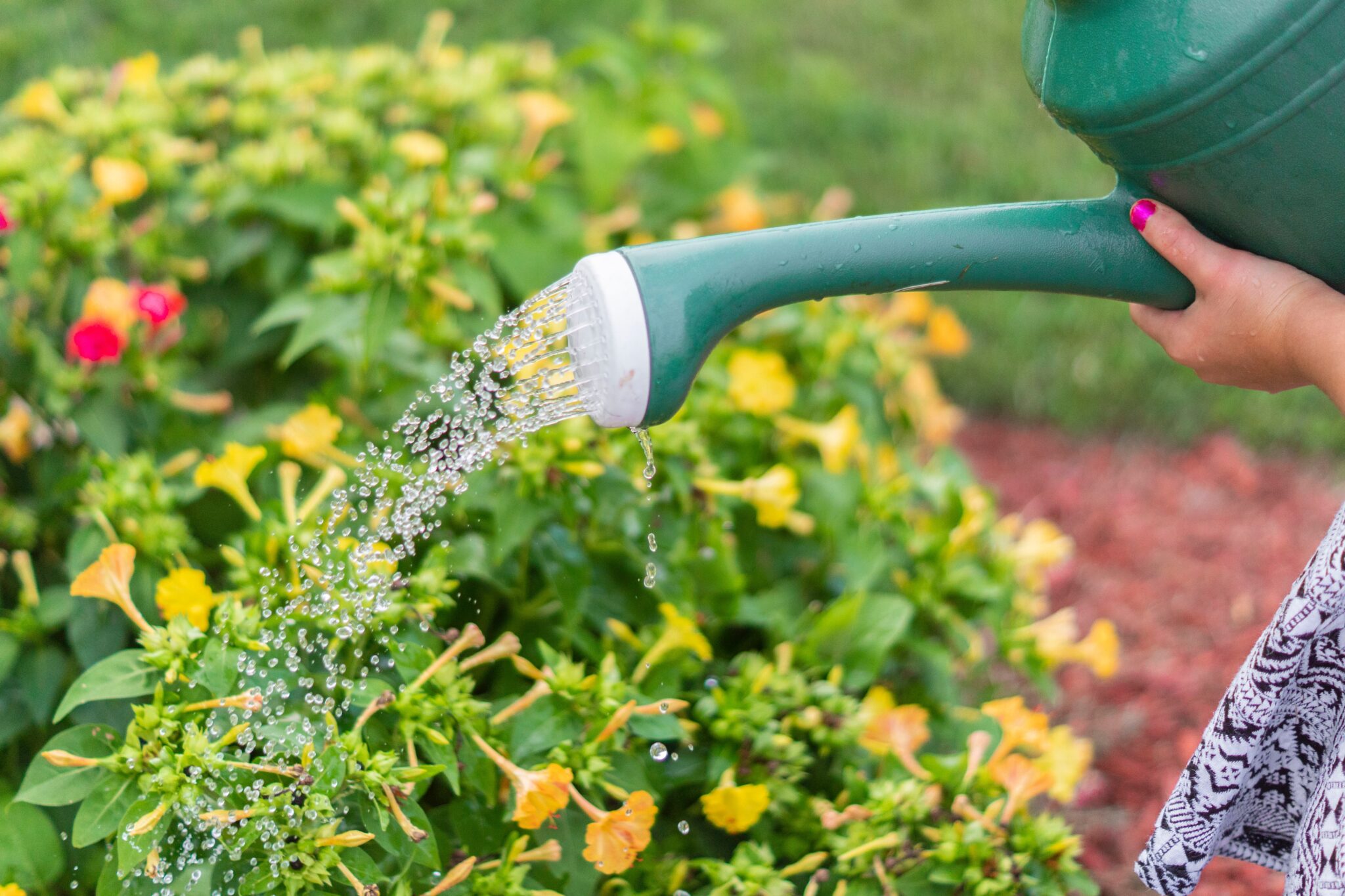 6 Dicas Fáceis Infalíveis para Suas Plantas Encherem de Flores ...